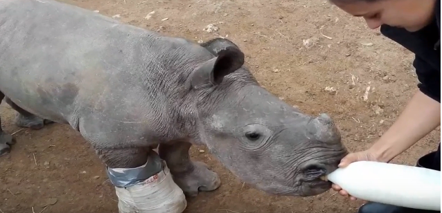 The heartbreaking photo that shows young rhino lying cowering beside ...